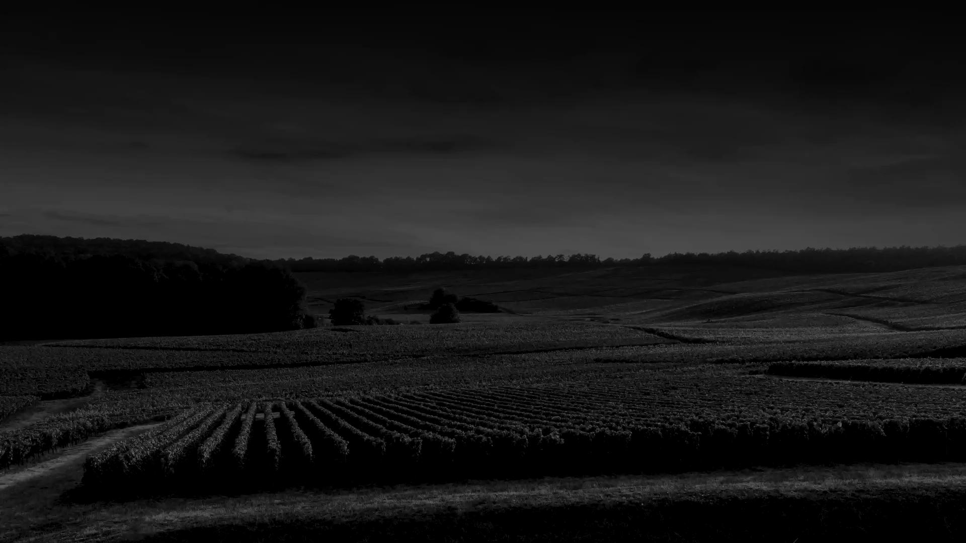 Homepage - CLASSY Wines